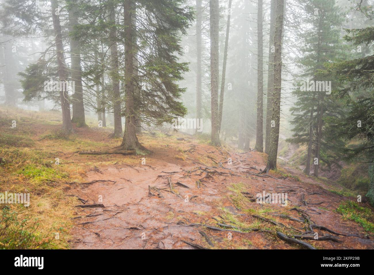 Misty forest path hi-res stock photography and images - Alamy