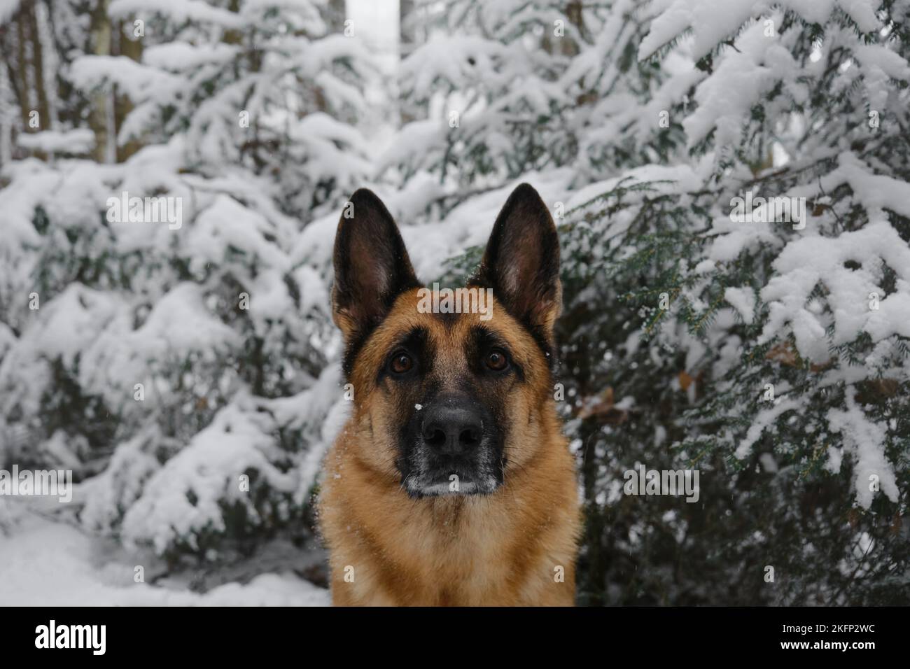 German shepherd looks serious hi-res stock photography and images - Alamy