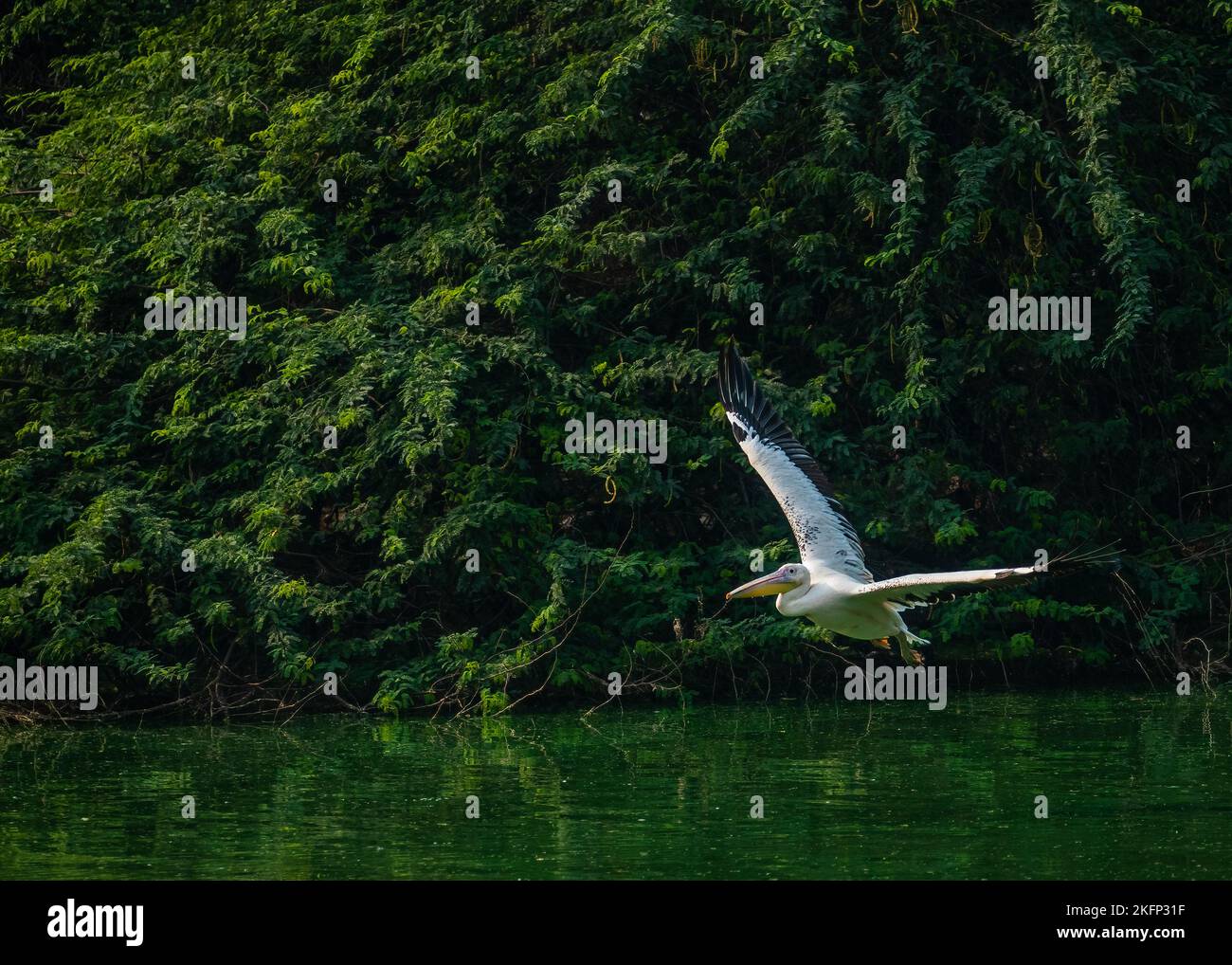 A Pink Pelican with V shape wing flight Stock Photo - Alamy