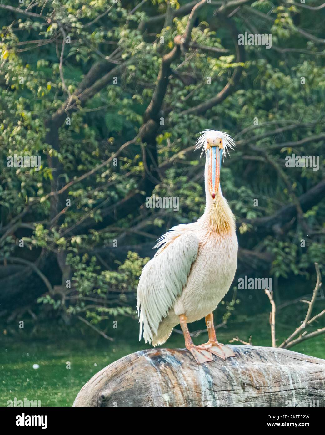 Baby brown pelican hi-res stock photography and images - Alamy
