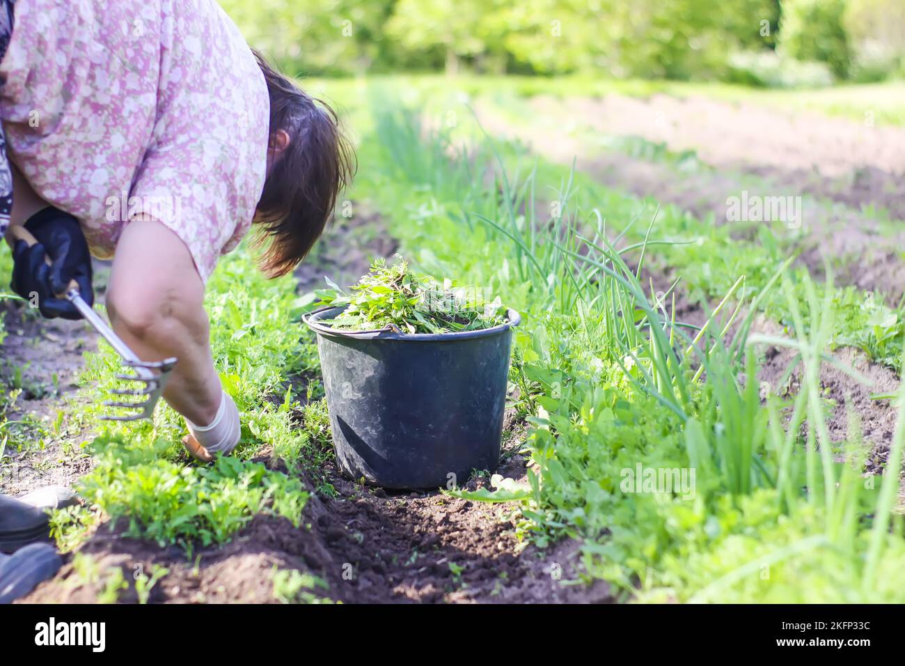 Pulling weeds from garden hi-res stock photography and images - Alamy