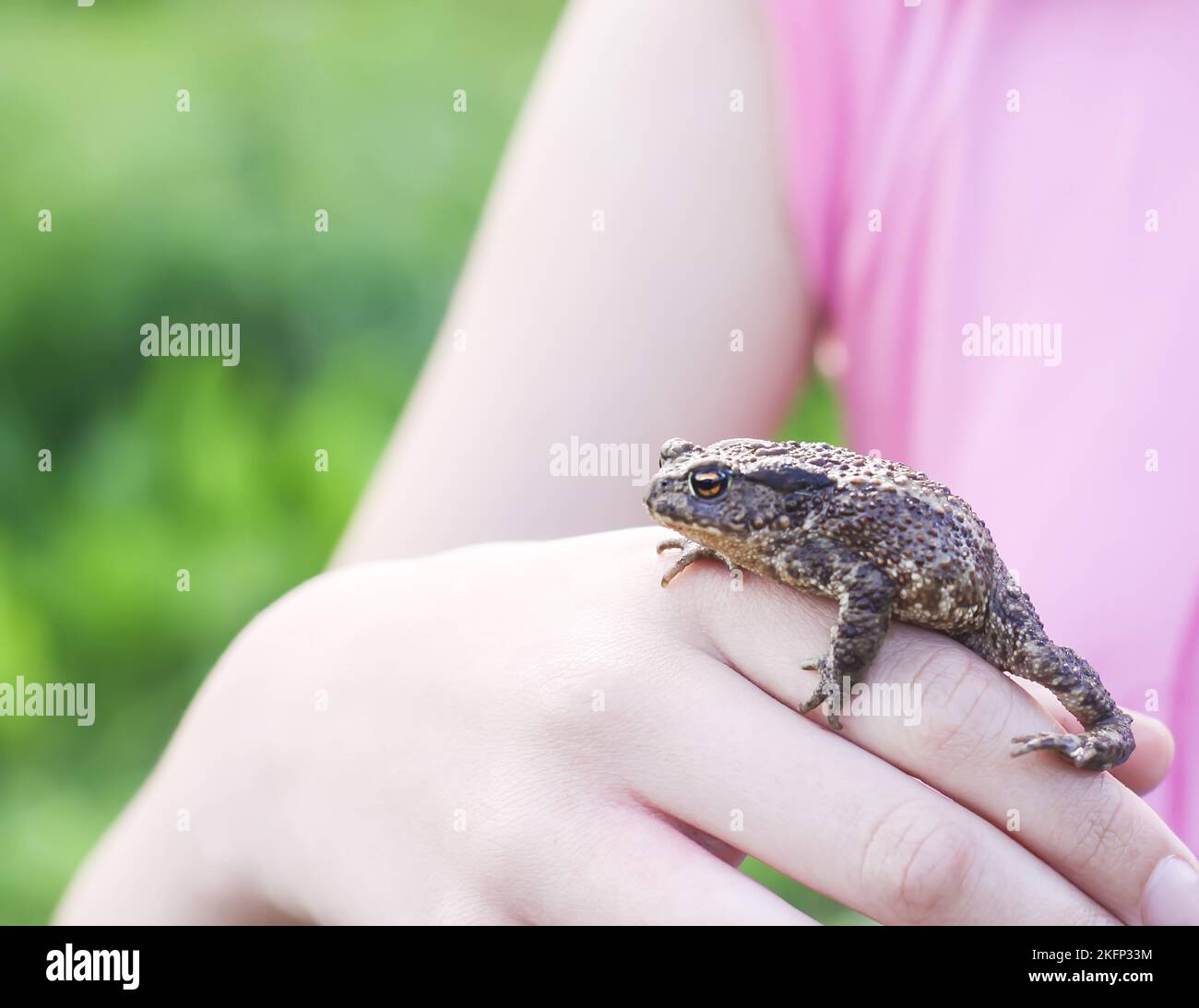 Kid hand holding frog hi-res stock photography and images - Alamy