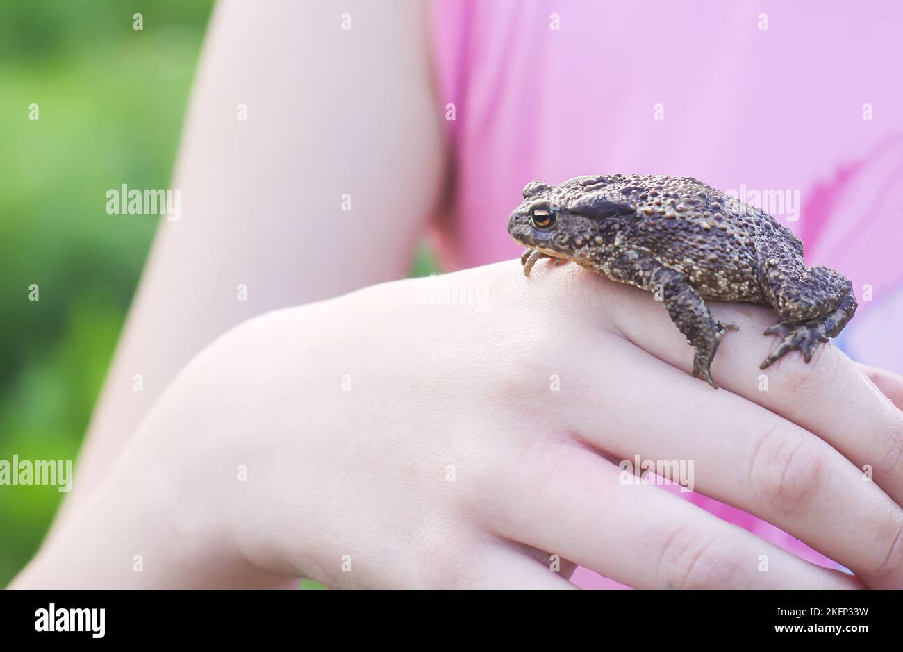 Kid hand holding frog hi-res stock photography and images - Alamy