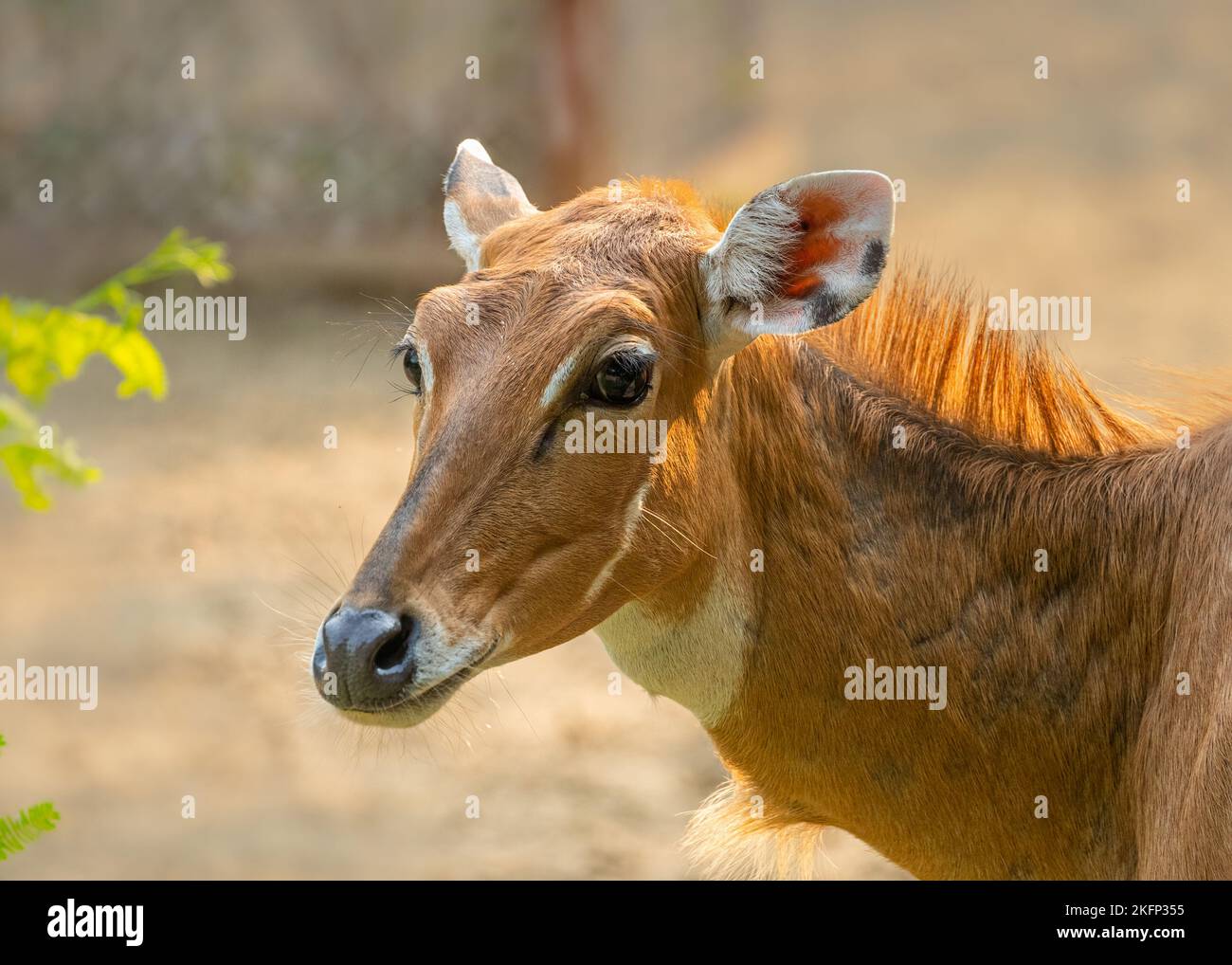Neel gai hi-res stock photography and images - Alamy