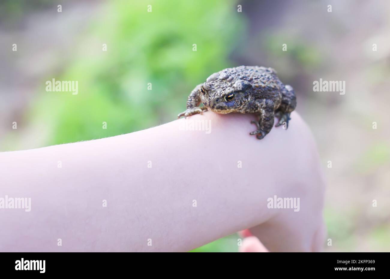 Kid hand holding frog hi-res stock photography and images - Alamy