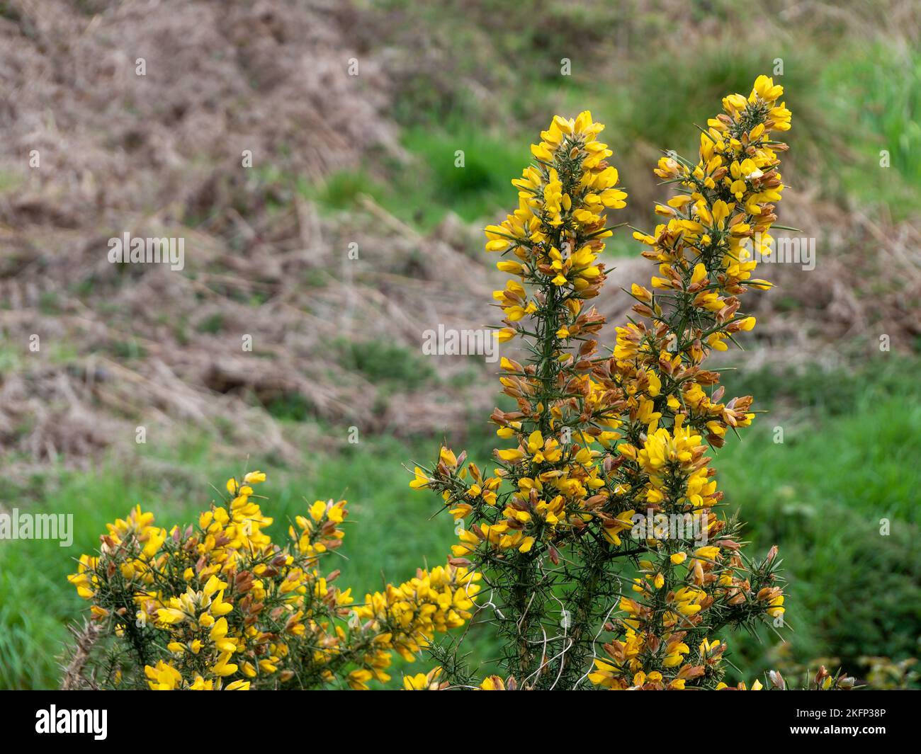Flowering plant in the family fabaceae hi-res stock photography and ...