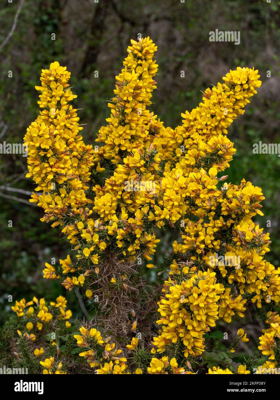 A bush, inflorescences of yellow flowers. Ulex known as gorse, furze ...