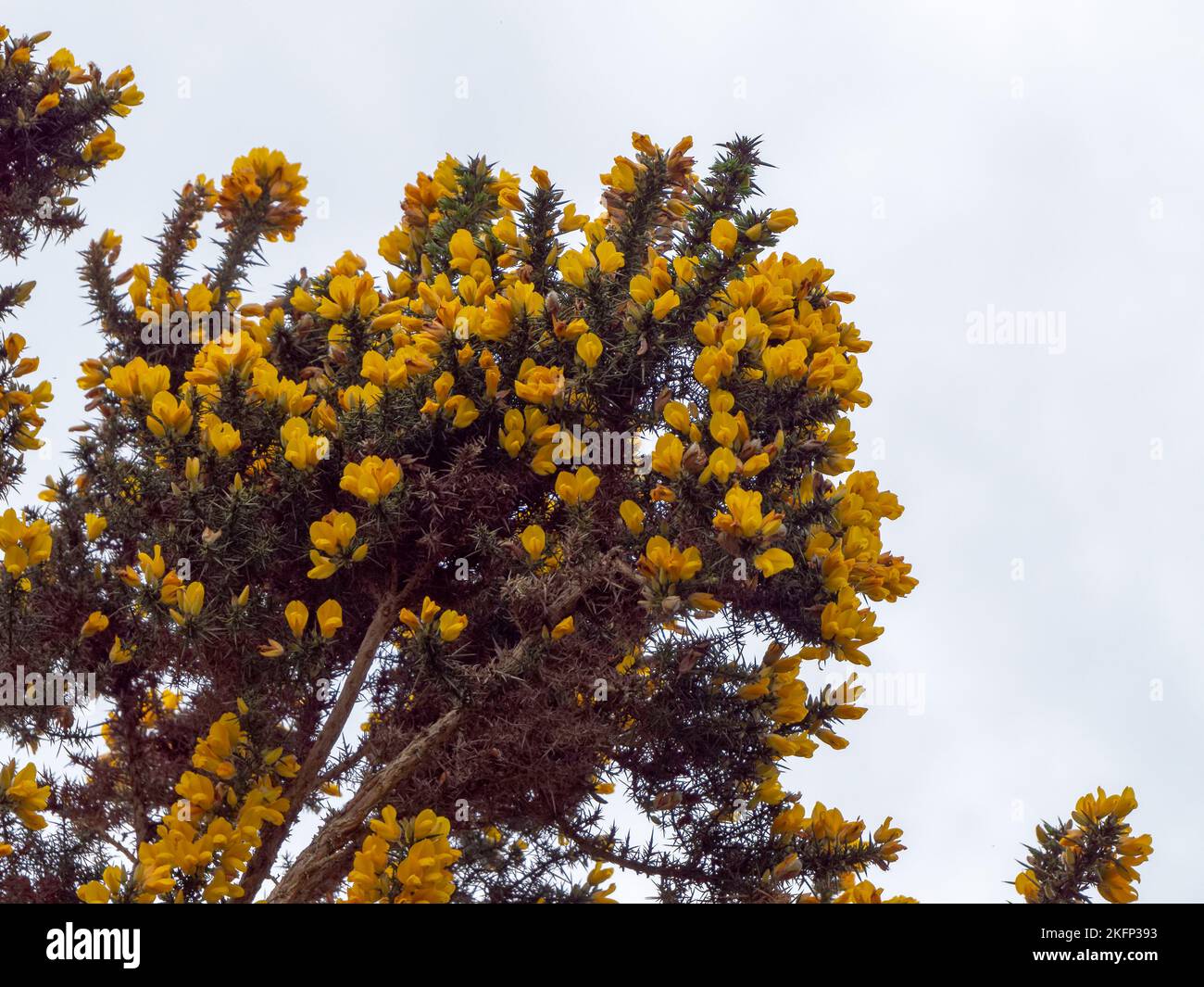Ulex known as gorse, furze, or whin is a genus of flowering plants in ...