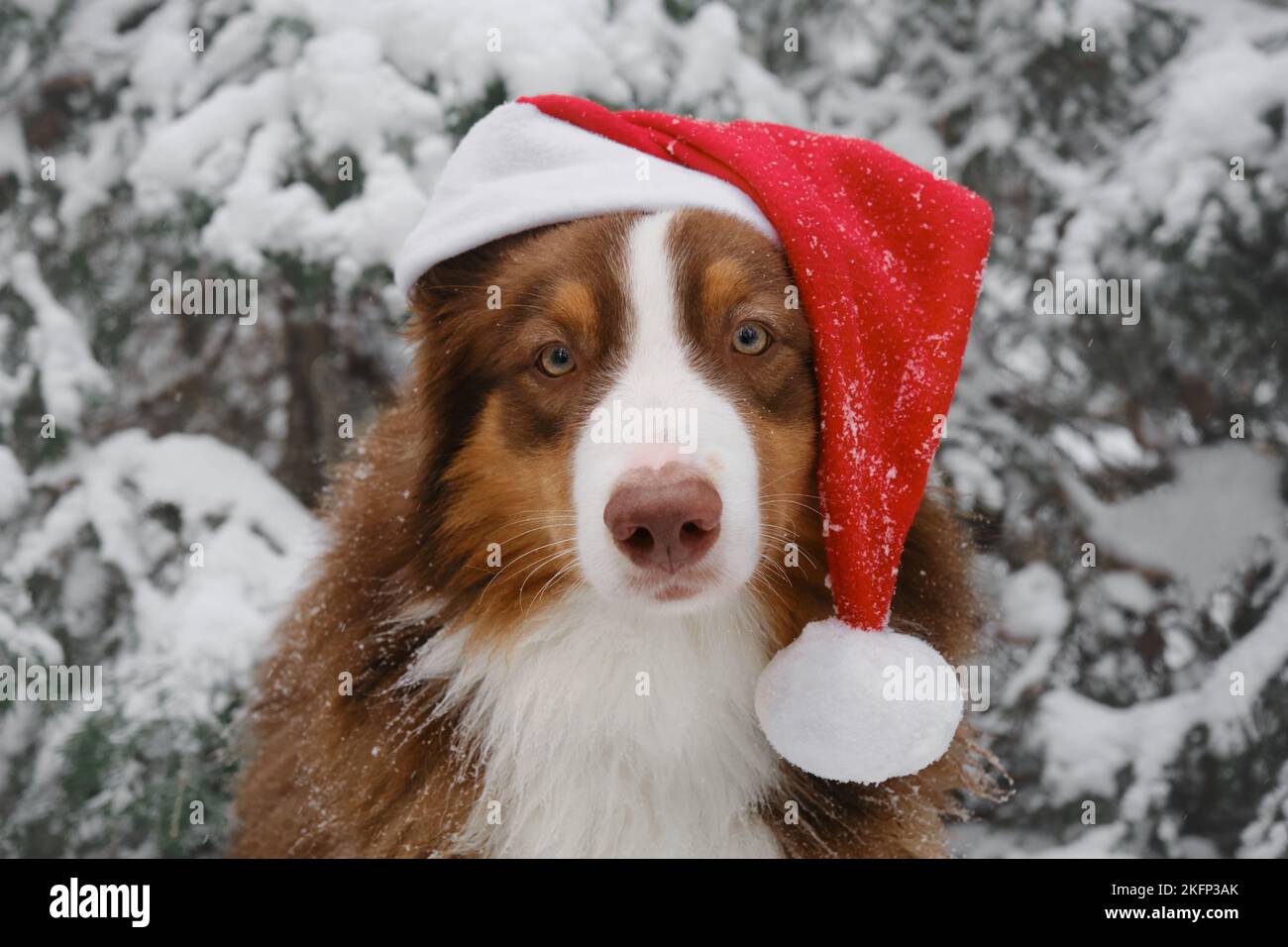 Australian Shepherd dog wears red Santa hat on head and sits in snowy ...