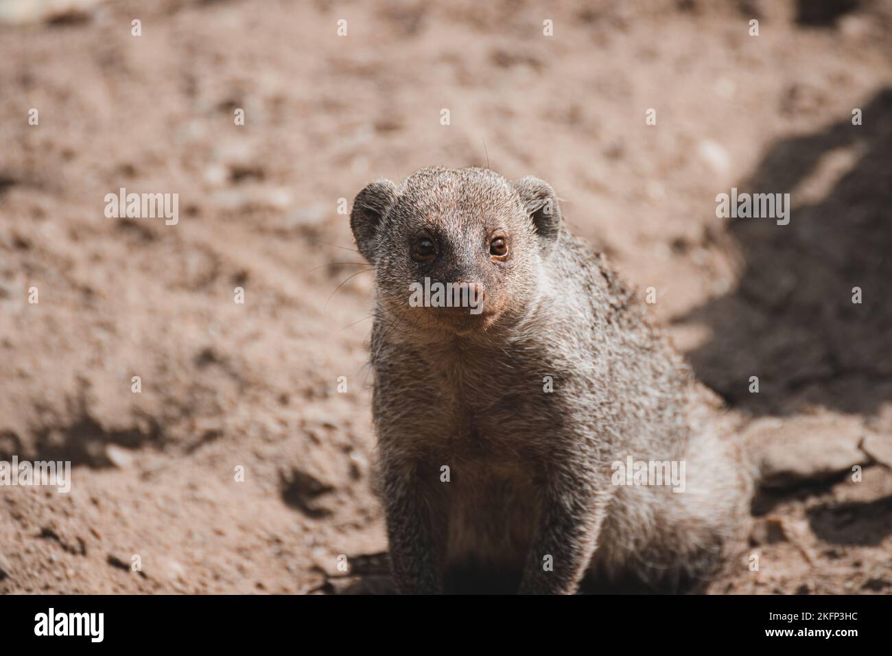 Cute Banded mongoose close-up portrait Stock Photo - Alamy