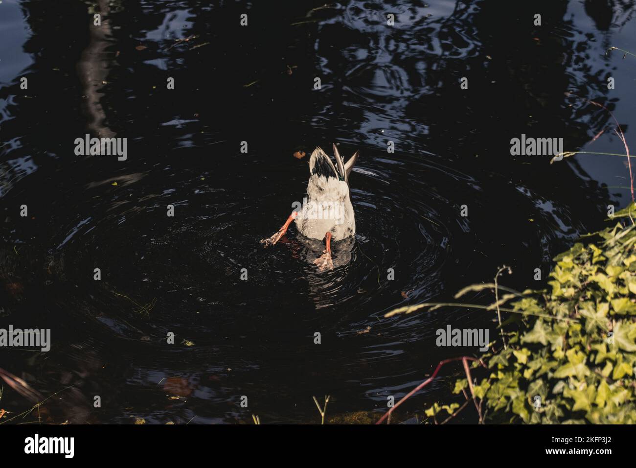 The duck dived head under water Stock Photo - Alamy