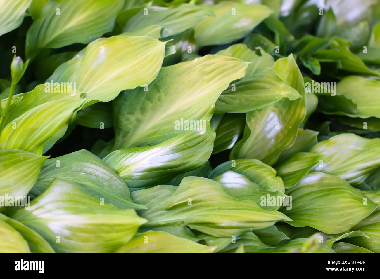 Green leaves of hosta aurea plant growing in the garden Stock Photo - Alamy
