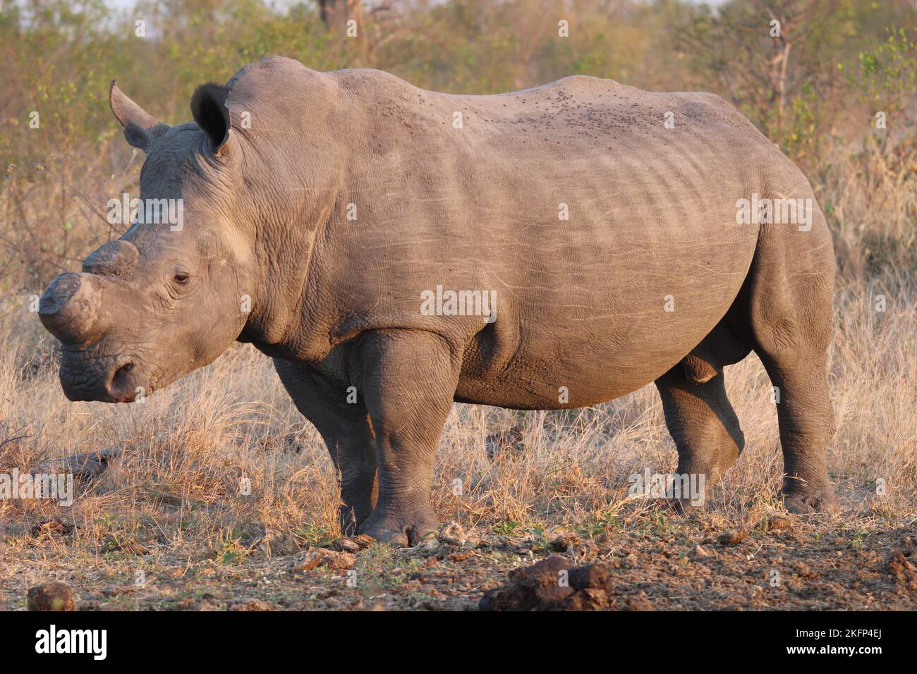 A big white rhinoceros standing in a dry field at daytime Stock Photo ...