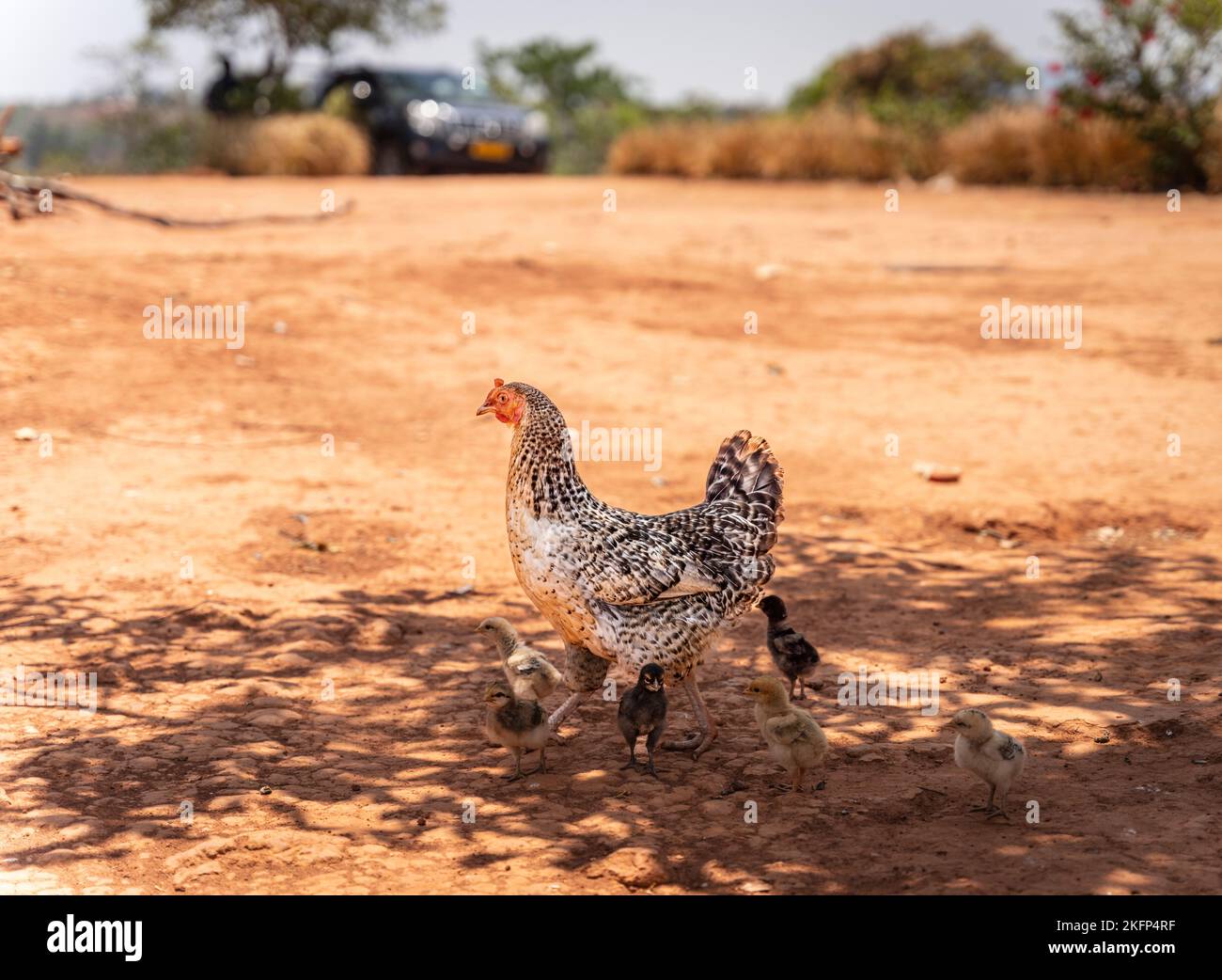 Chicken with chicks on a rural farm near Nkhata Bay, Malawi Stock Photo ...