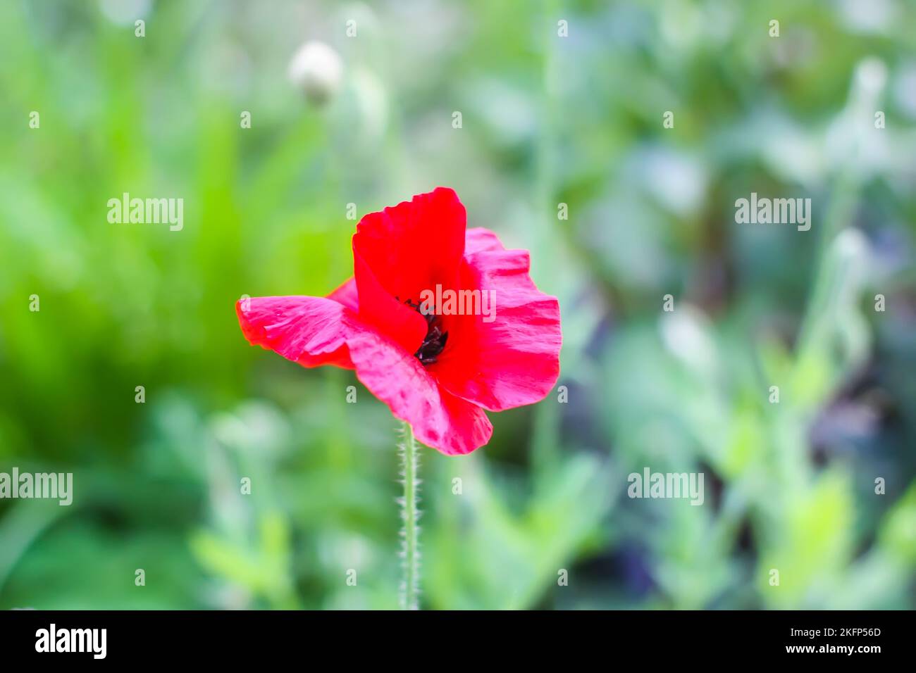Beautiful red poppy flowers Stock Photo - Alamy