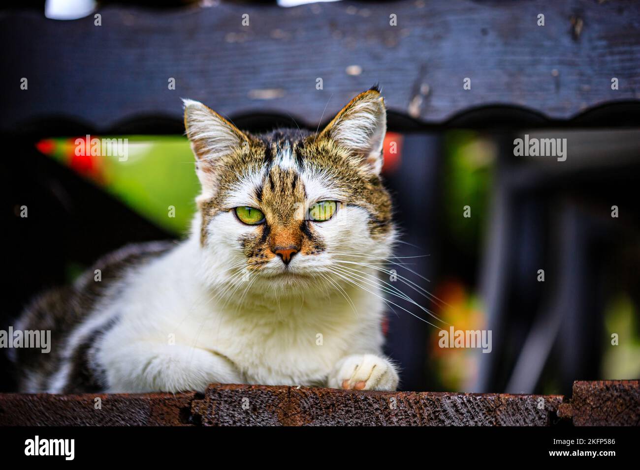 Patchy face hi-res stock photography and images - Alamy