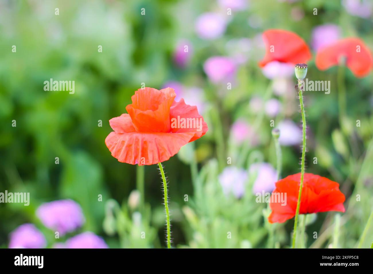 Beautiful red poppy flowers Stock Photo - Alamy