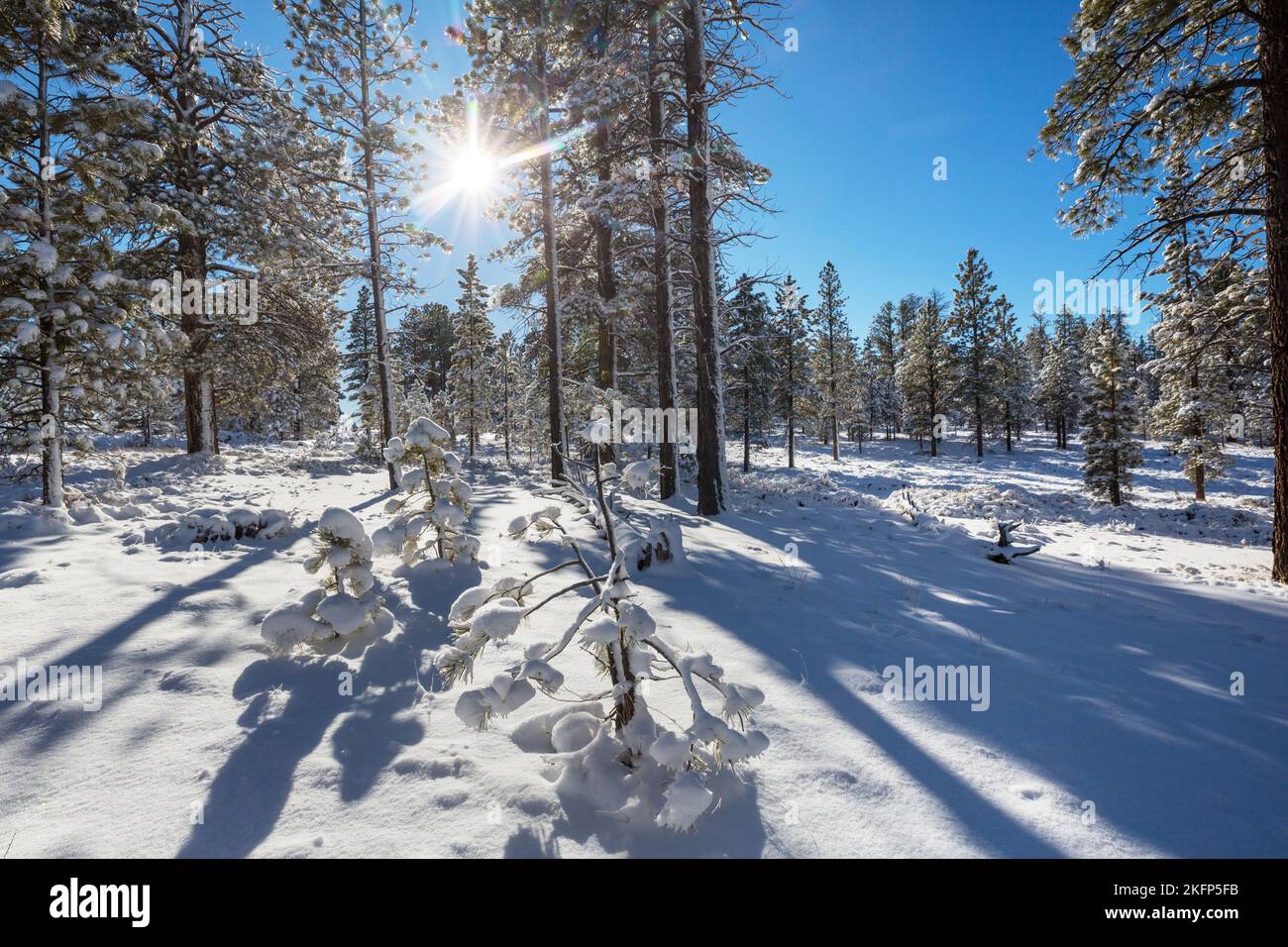 Scenic snow-covered forest in winter season. Good for Christmas ...