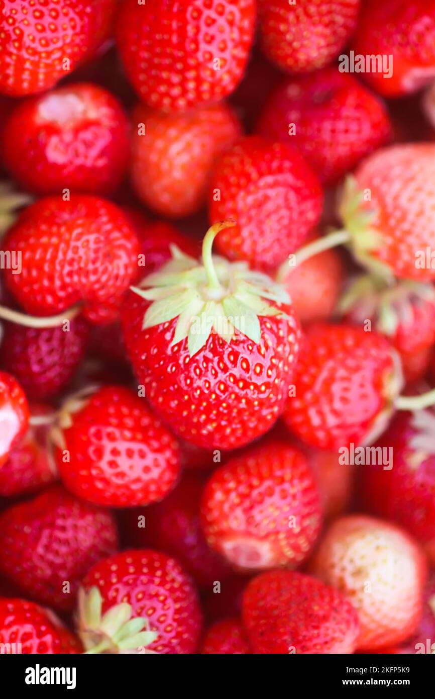 Red ripe strawberries. Fresh organic berries for healthy eating Stock ...
