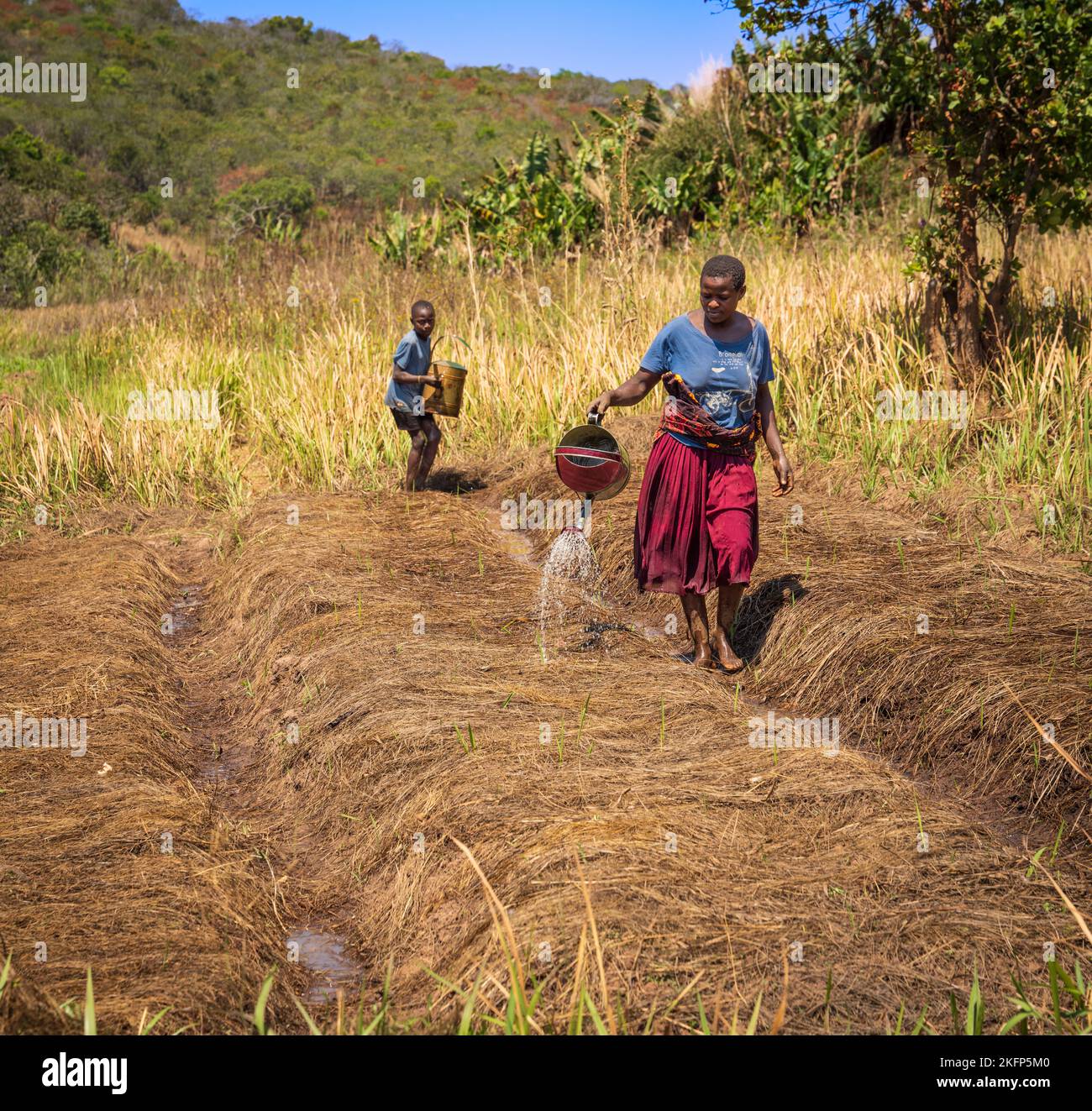 A woman farmer irrigates her tobacco beds by hand with a watering can ...