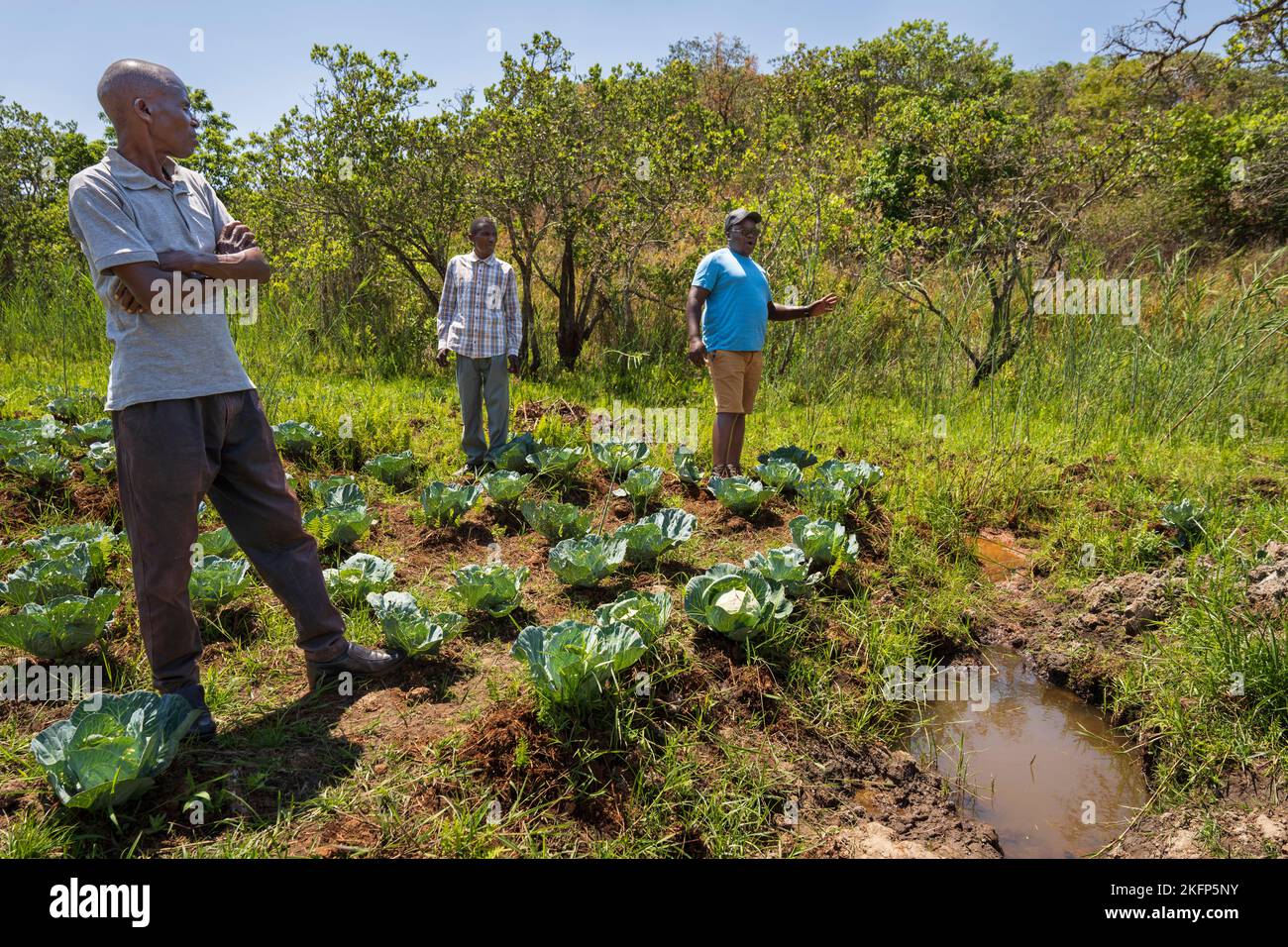 A group of farmers discuss dambo (wetland) farming at the bottom of a ...