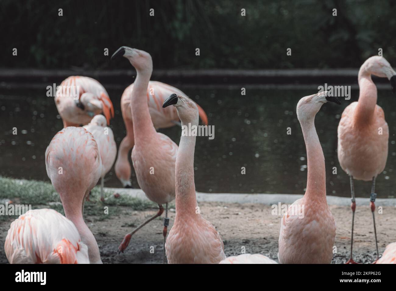 Flock flamingos resting on shore hi-res stock photography and images ...