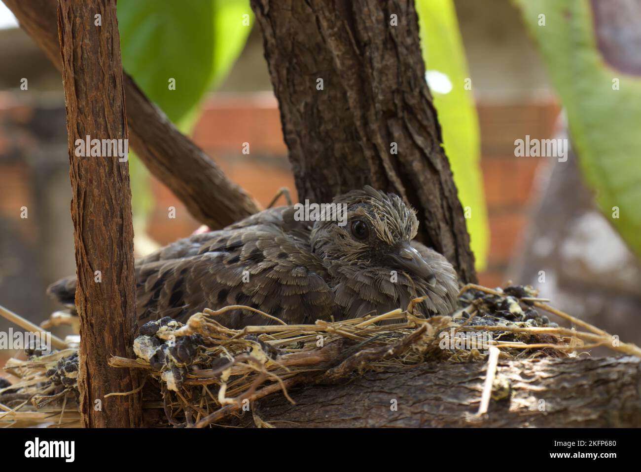 Baby Bird growing up little Tocantins, Brazil Stock Photo - Alamy