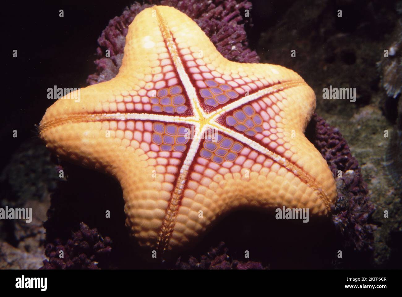 Patiriella hi-res stock photography and images - Alamy