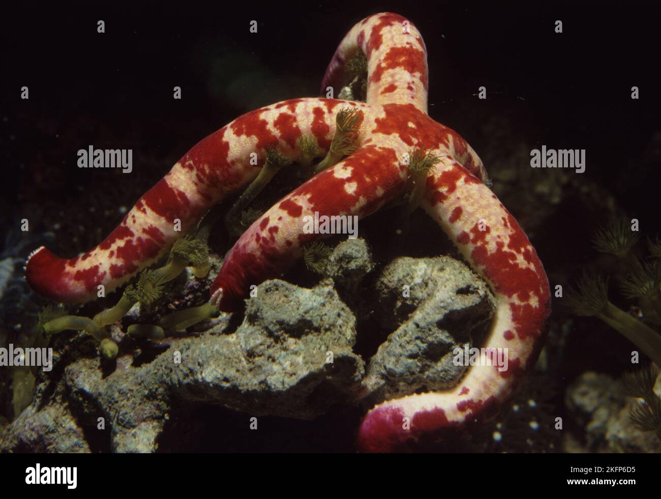 Leach's or Picasso Sea star (Leiaster leachi Stock Photo - Alamy