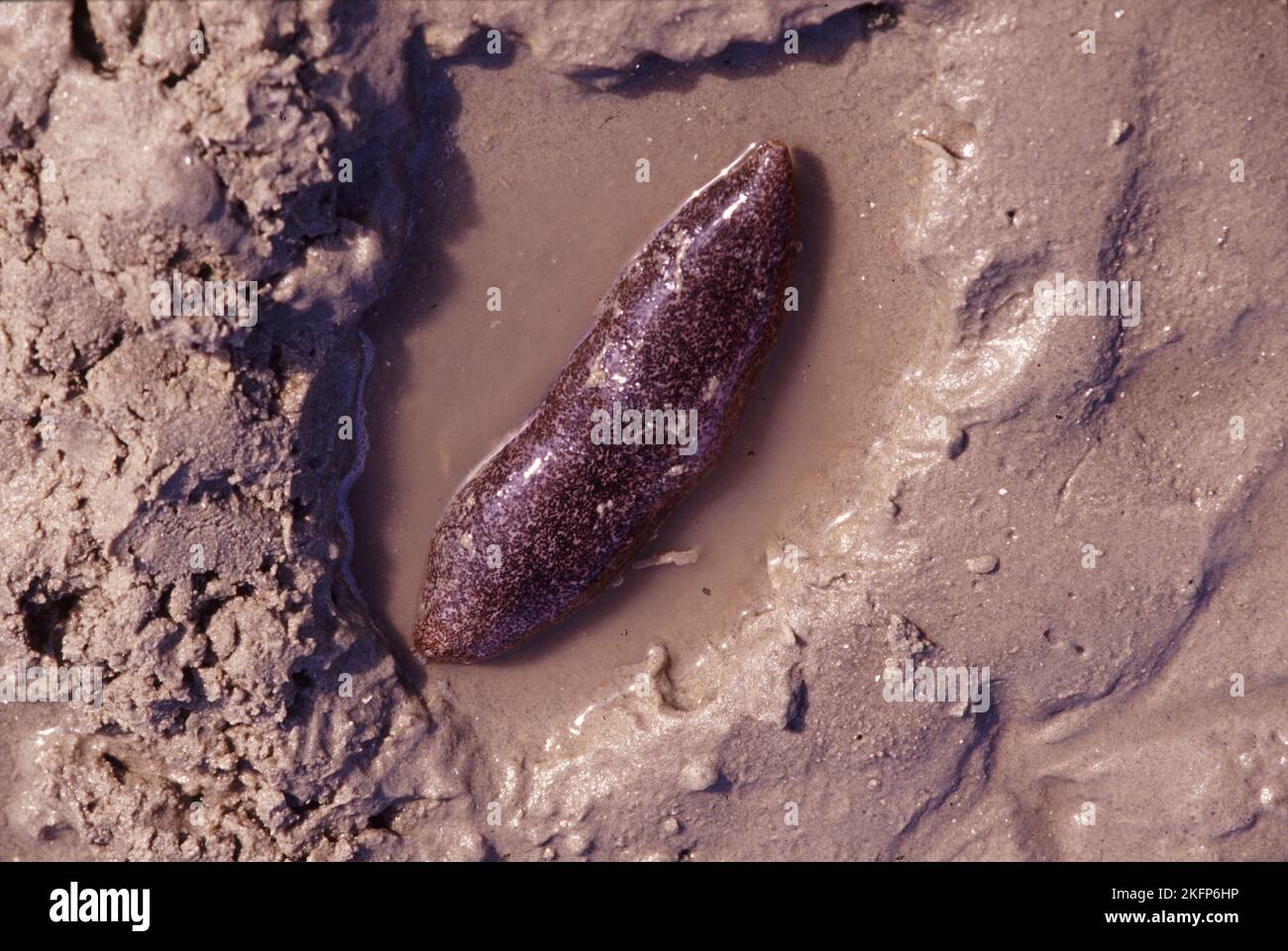 Sea cucumber (Holothuroidea) during low tide (Malaysia seashore Stock ...