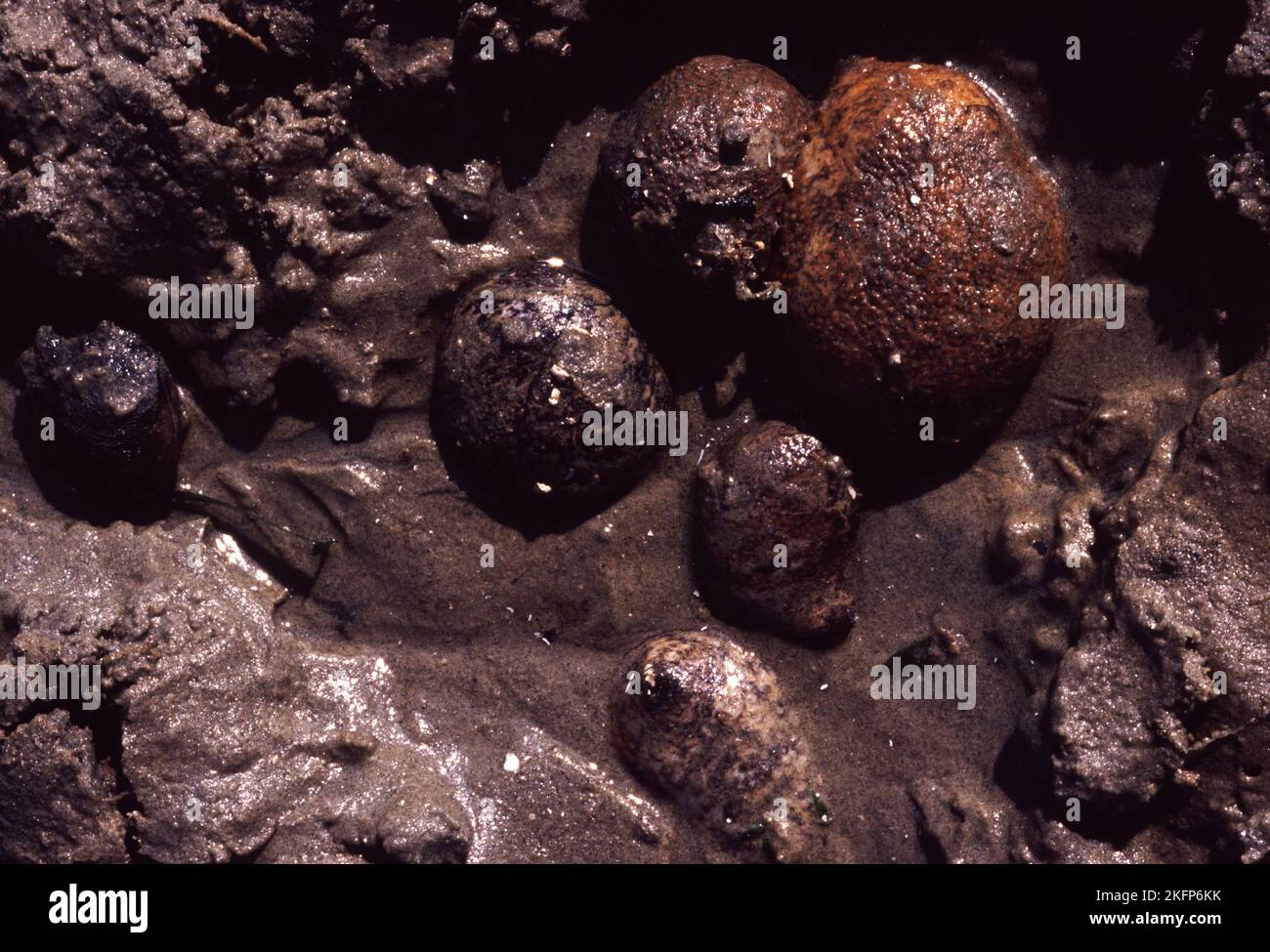 Sea cucumber (Holothuroidea) during low tide (Malaysia seashore Stock ...