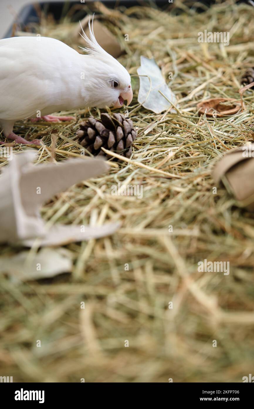 Environmental enrichment hi-res stock photography and images - Alamy