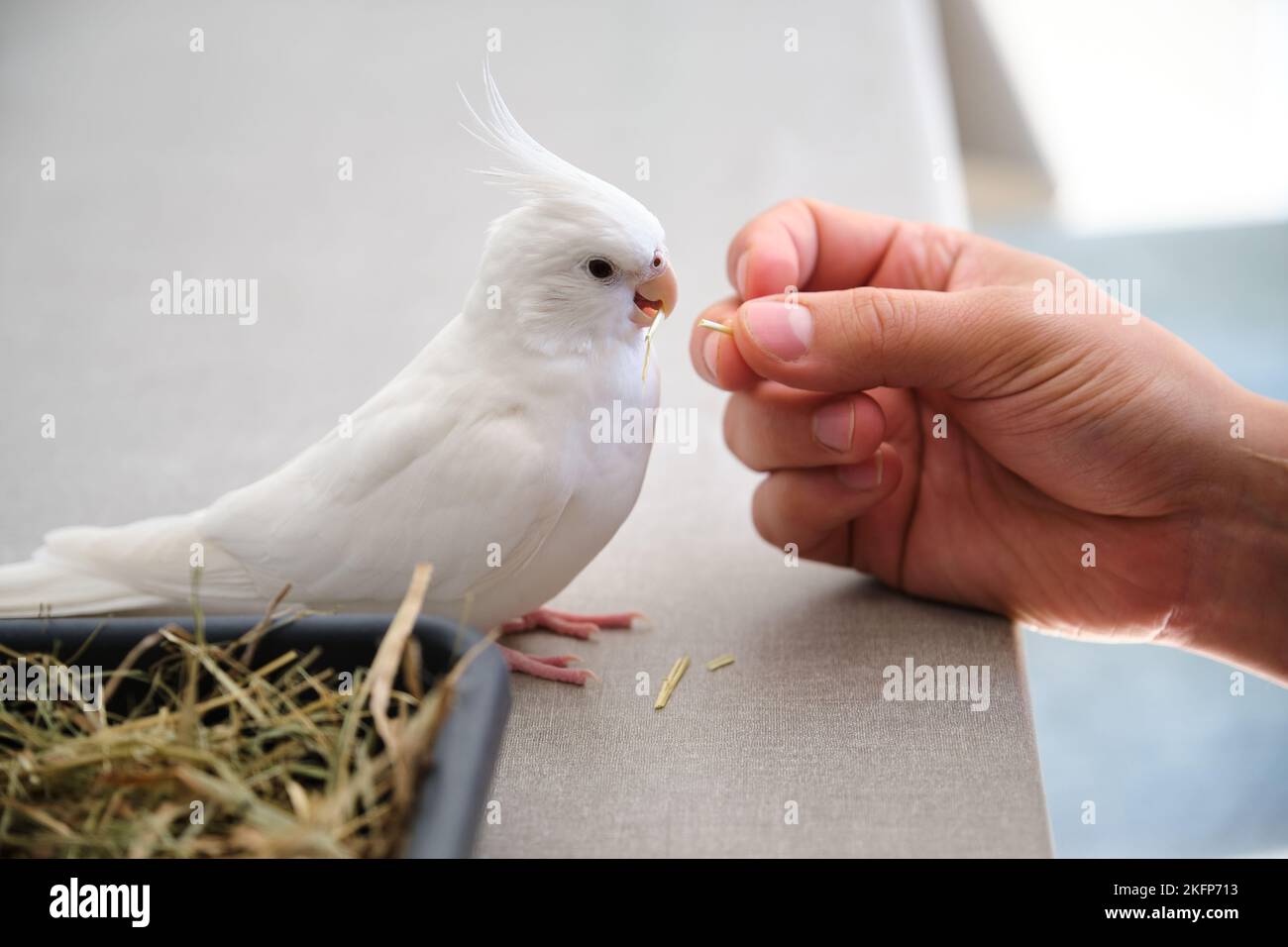 Albino cockatiel playing with its owner in its foraging tray Stock ...