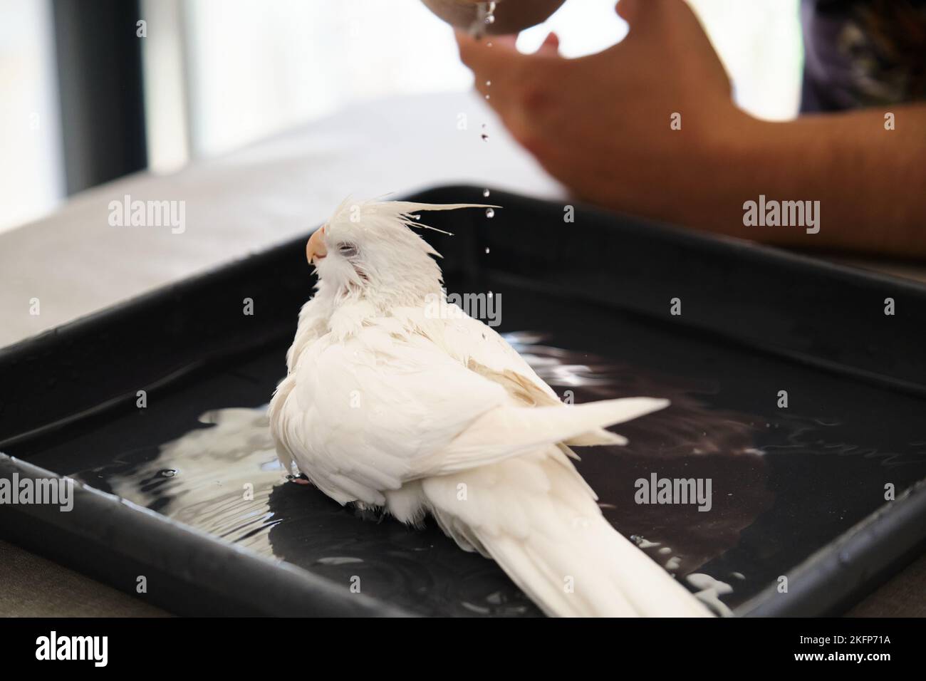 Owner hand bathing its albino cockatiel Stock Photo - Alamy