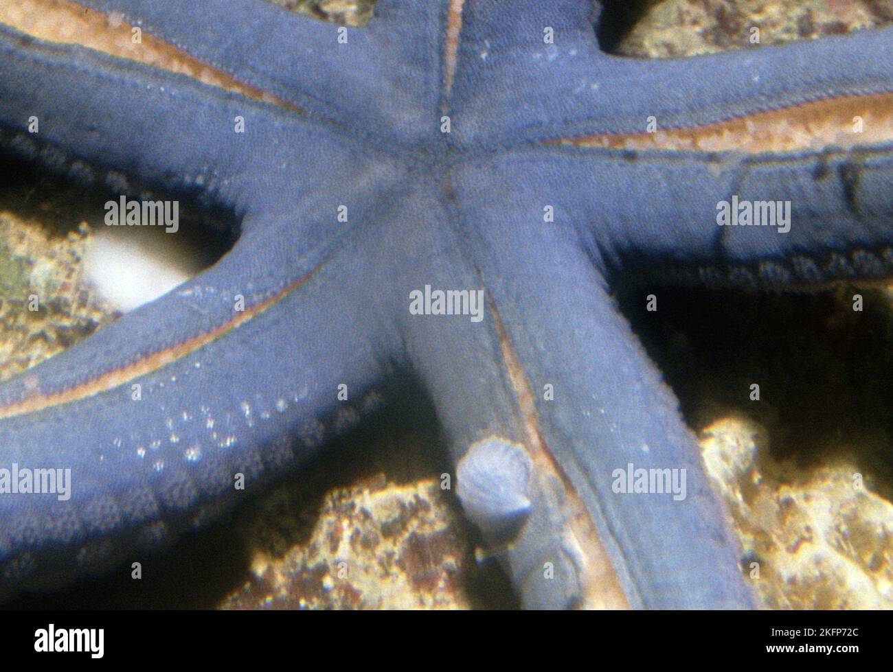 Capulidae (cap snails or cap shells) are marine gastropod molluscs ...