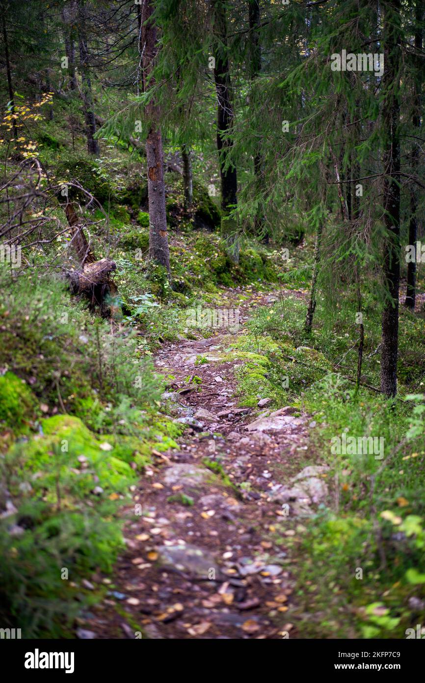 A narrow path in a forest in fall - vertical shot Stock Photo - Alamy