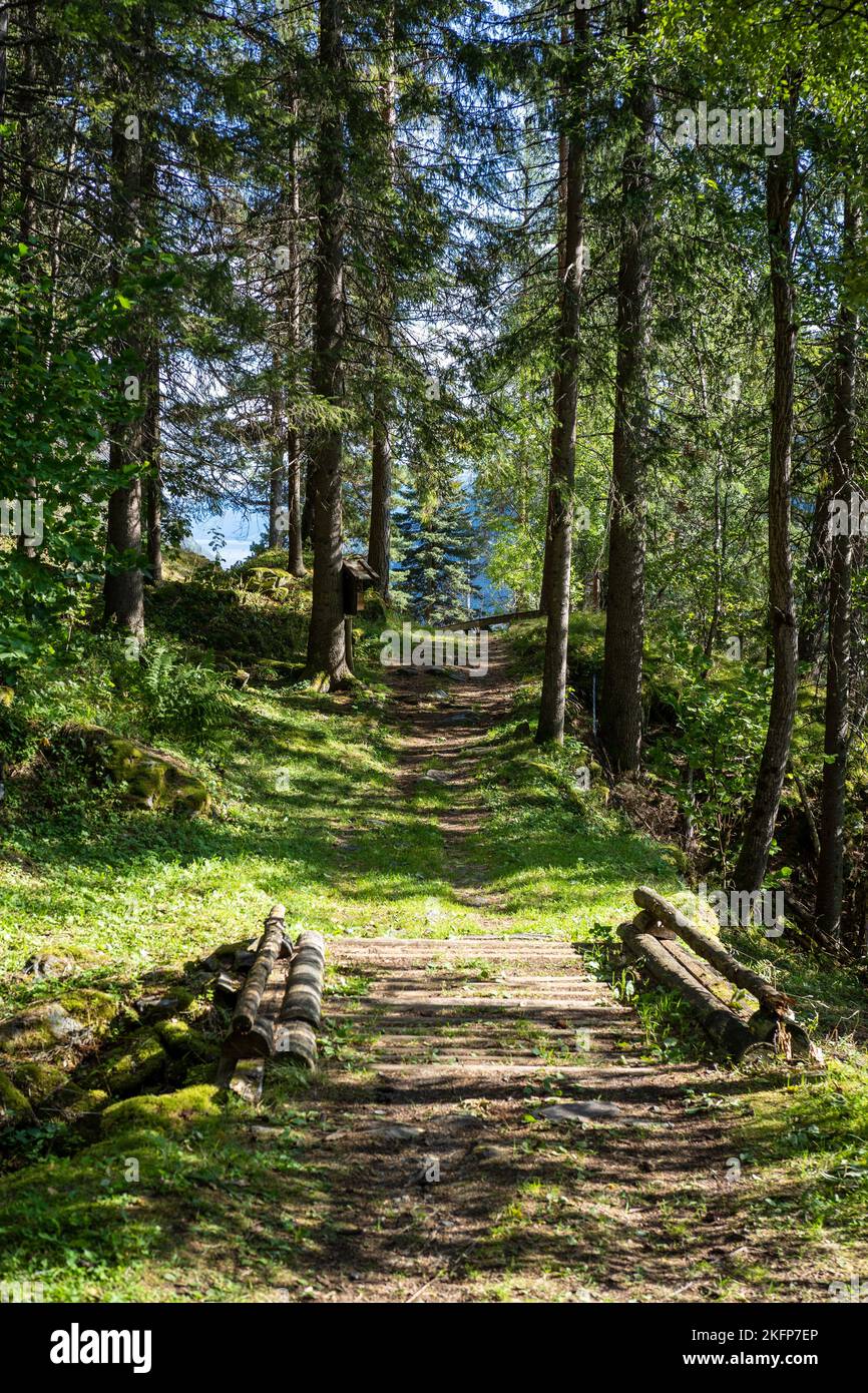 A narrow path in a forest in fall in sunny weather - vertical shot ...