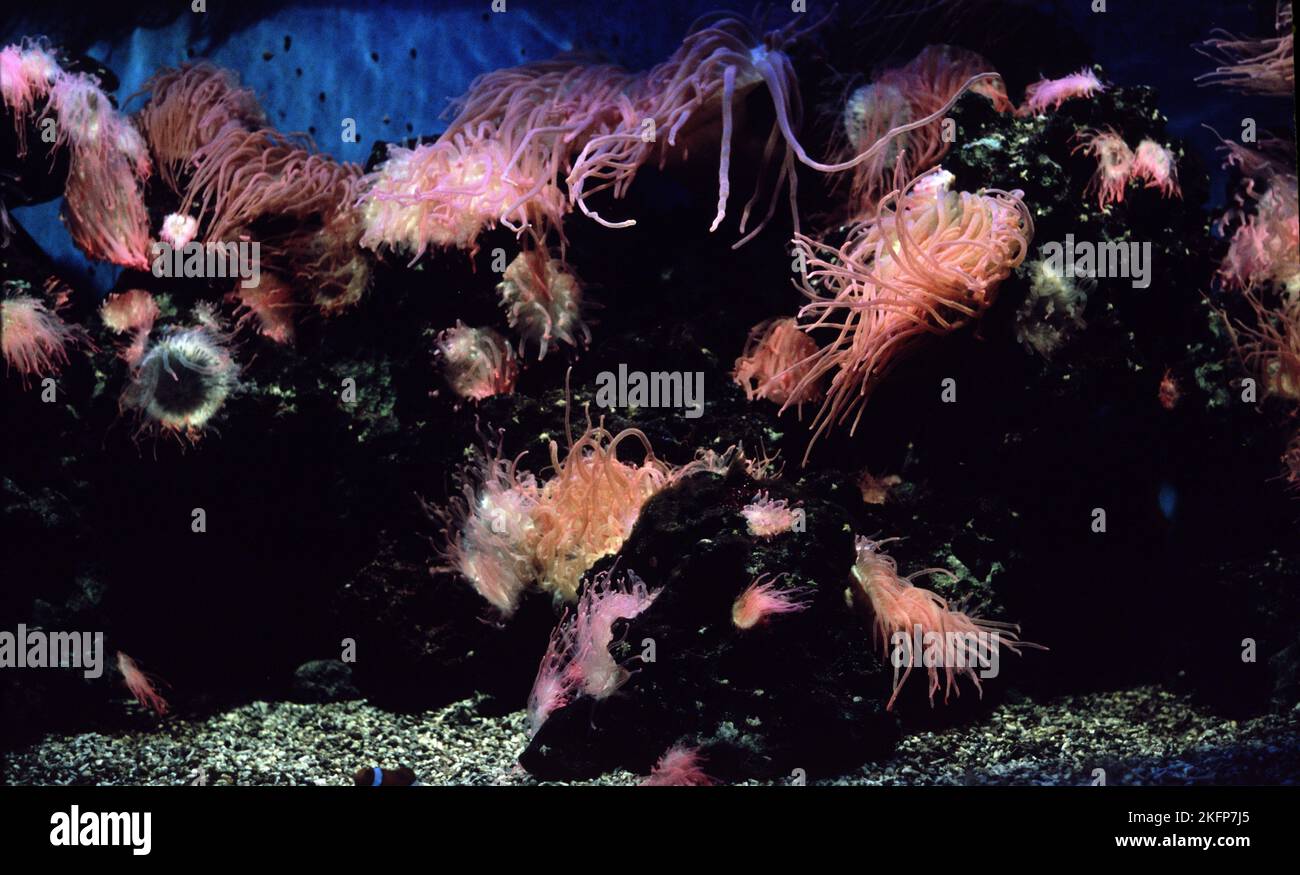 Sea anemones prey hi-res stock photography and images - Alamy