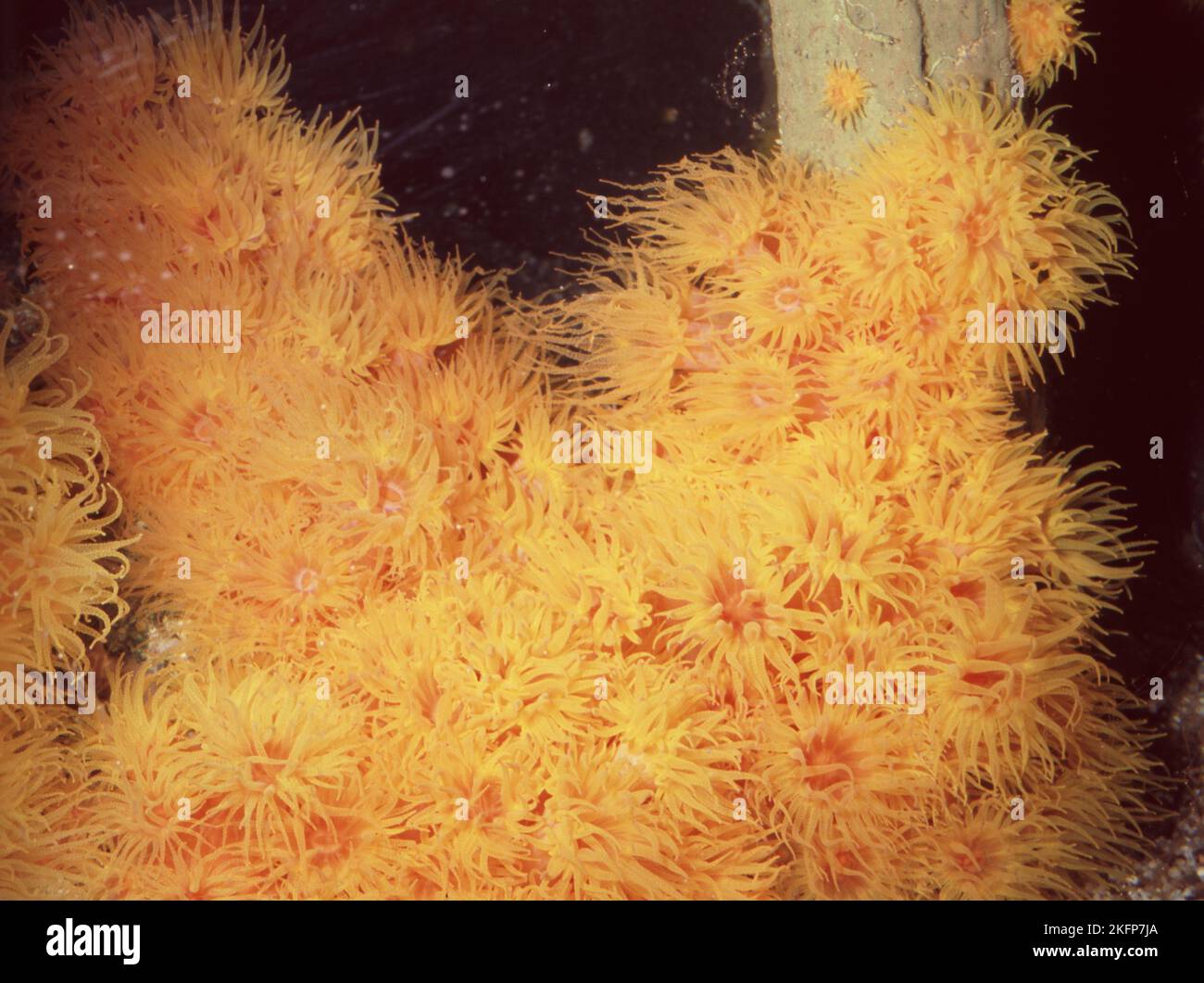 Yellow tiger anemone (Nemanthus sp. cf. annamensis Stock Photo - Alamy