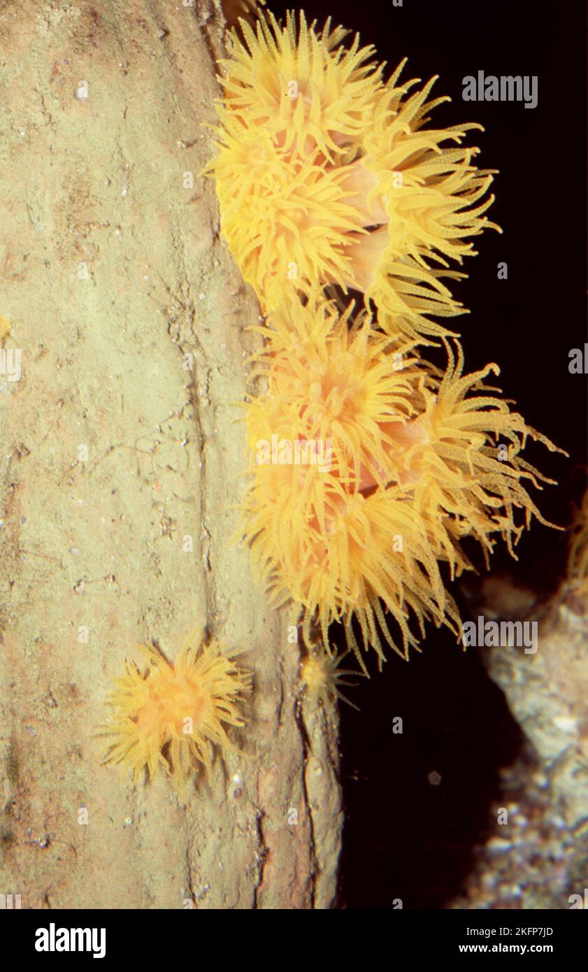 Yellow tiger anemone (Nemanthus sp. cf. annamensis Stock Photo - Alamy