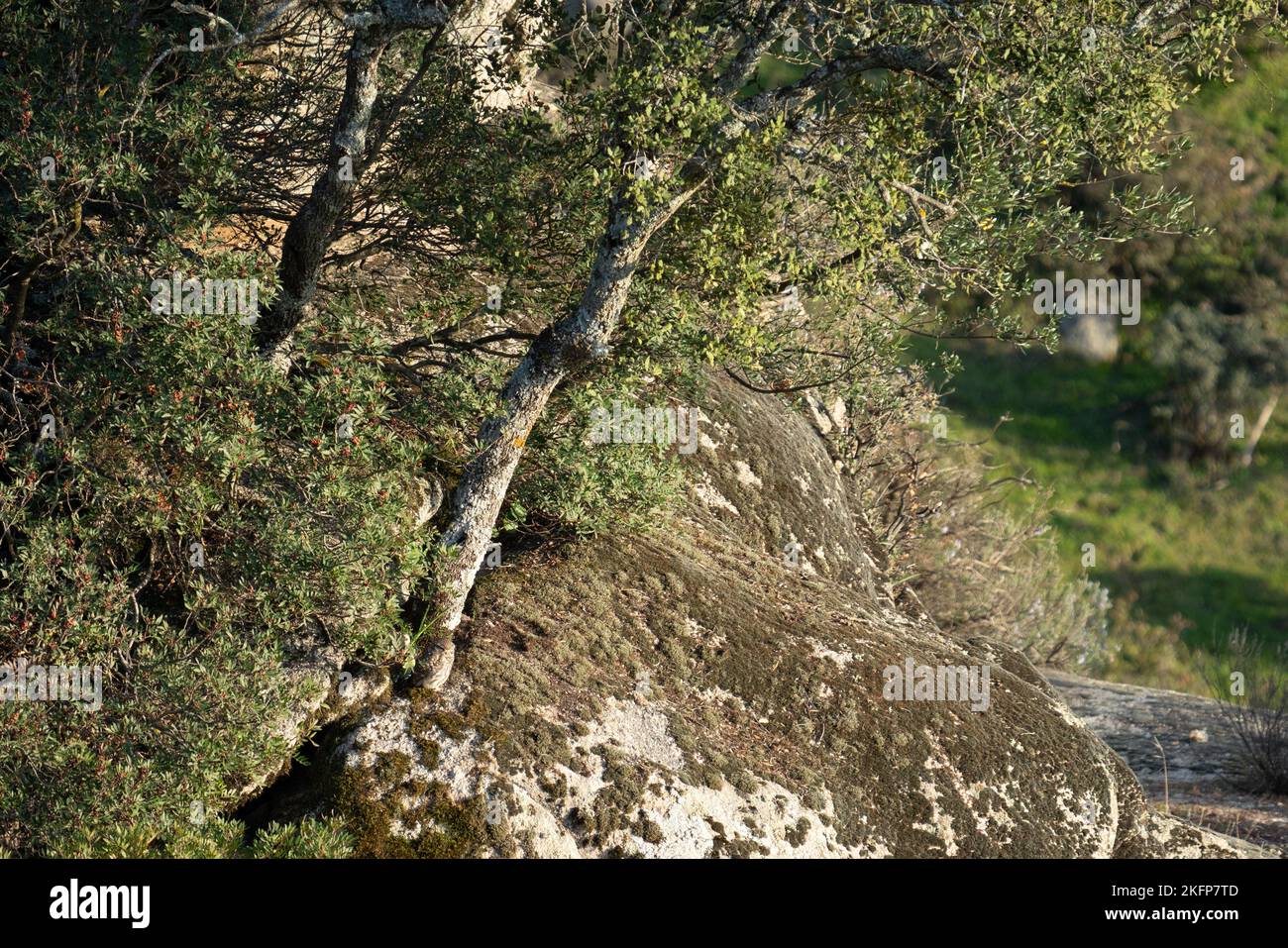 Very well camouflaged owl over the rock Stock Photo - Alamy