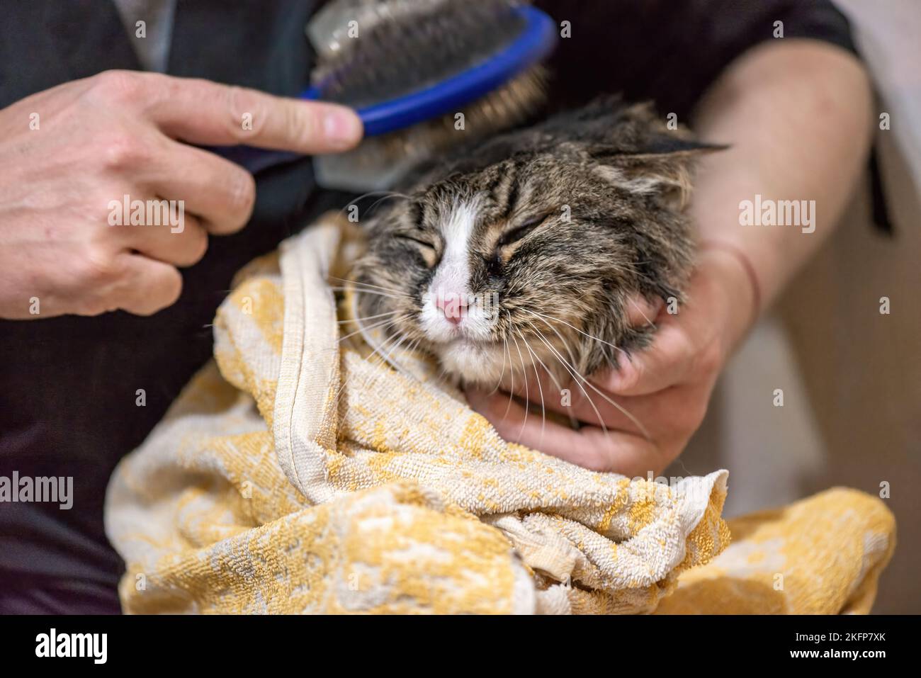 Combing the cat in pet beauty salon. Grooming master cuts and shaves a ...