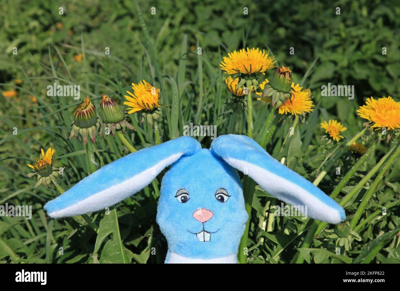 A toy rabbit head, made of plush in the green grass in dandelions ...