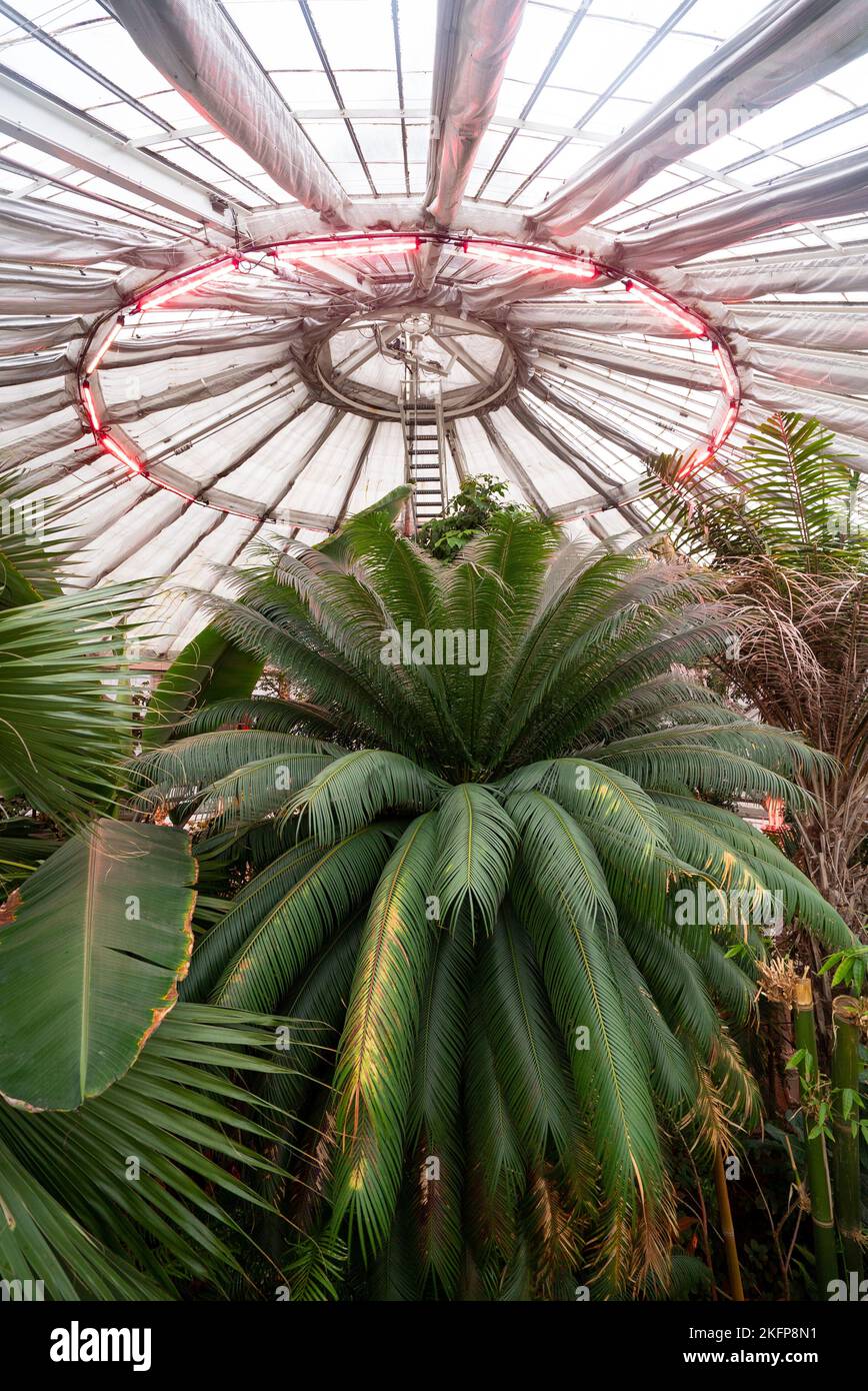 Glasshouse full of exotic plants at The University of Copenhagen ...