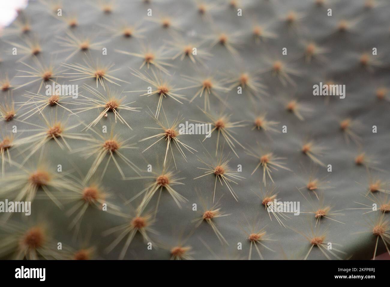 Close up shot of prickly pear cactus spines- texture shot of a green ...