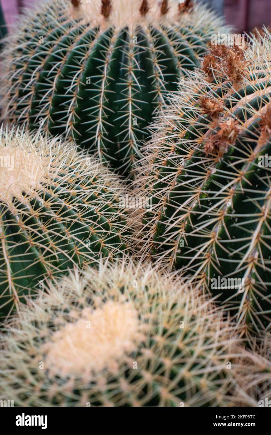 Group of large golden barrel cactus plants (Echinocactus grusonii) also ...