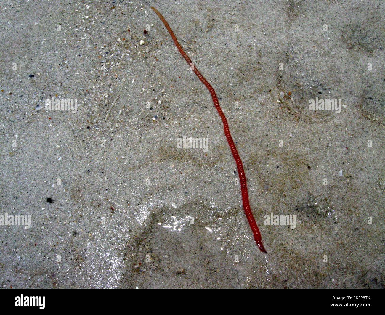 Annelid reproduction hi-res stock photography and images - Alamy