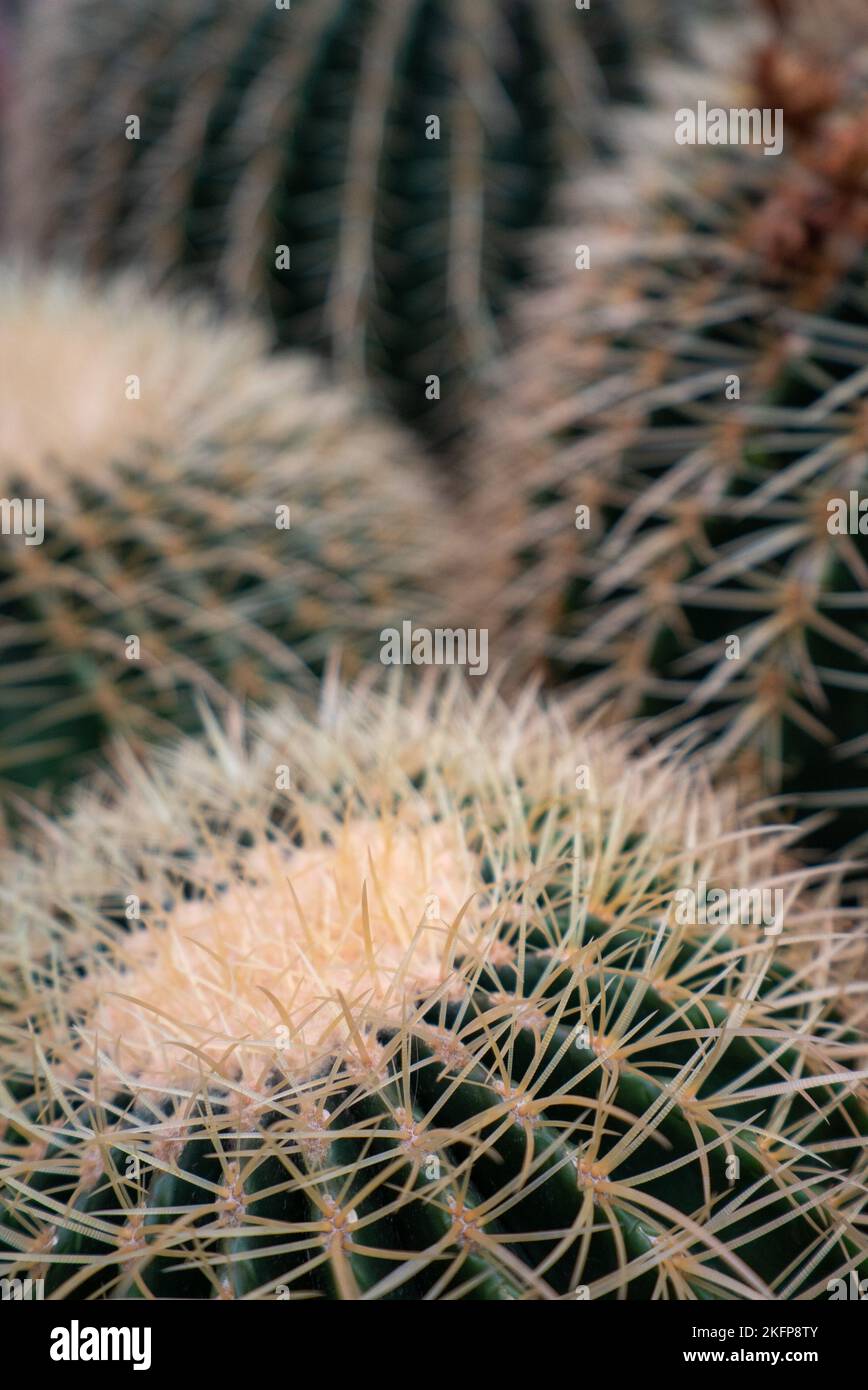 Group of large golden barrel cactus plants (Echinocactus grusonii) also ...