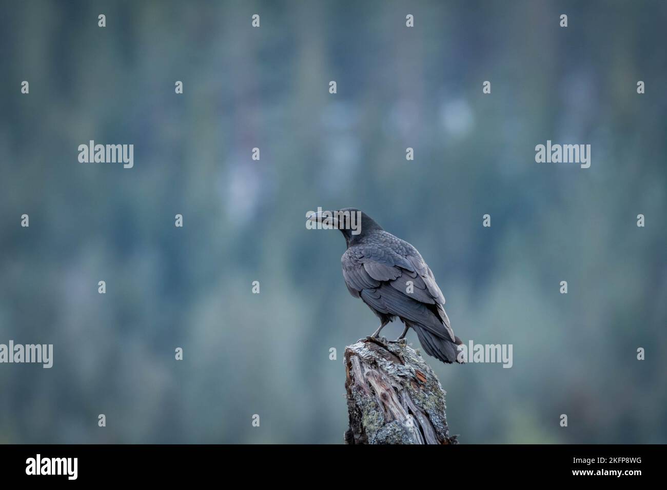 A beautiful closeup of a common raven in the tree branch Stock Photo ...