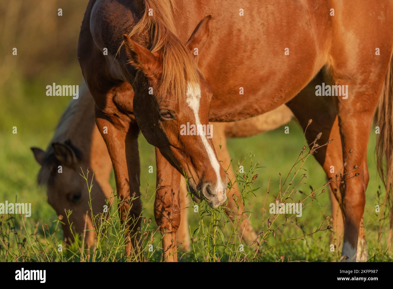 Horse portrait in a pasture in autumn. Alsace, France Stock Photo - Alamy